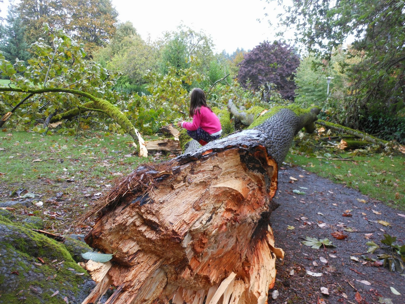 Laurelhurst Blog: Windy Weather Knocks Down Enormous Limbs From Huge ...